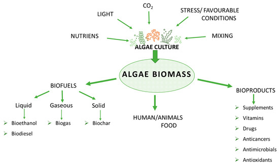 Using Algae for Biofuel Production: A Review