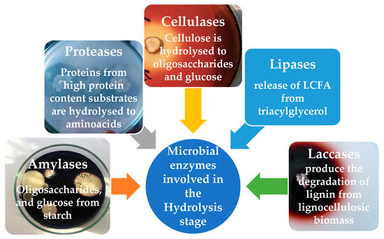 Anaerobic Co-Digestion: A Way to Potentiate the Synergistic Effect of ...