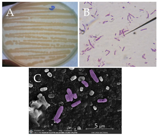 New Electrogenic Microorganism Citrobacter sp. Isolated from Microbial ...
