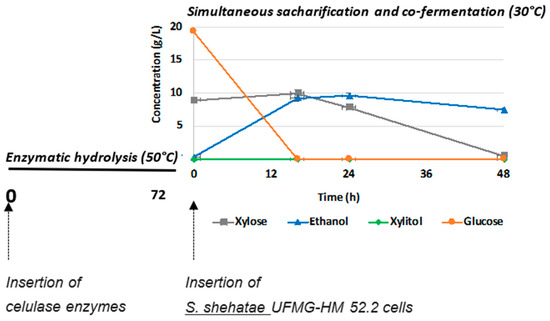 Valorization of Corn Cobs for Xylitol and Bioethanol Production through ...