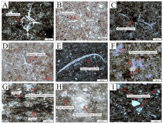 Quartz Origins and Paleoenvironmental Controls on Organic Matter ...
