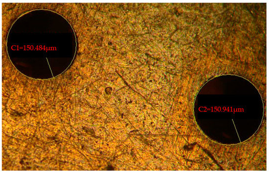Yeast Cells Under Microscope 500x