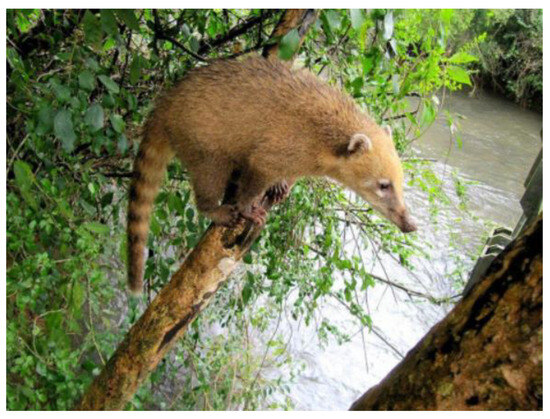 PV Cells and Modules Parameter Estimation Using Coati Optimization ...