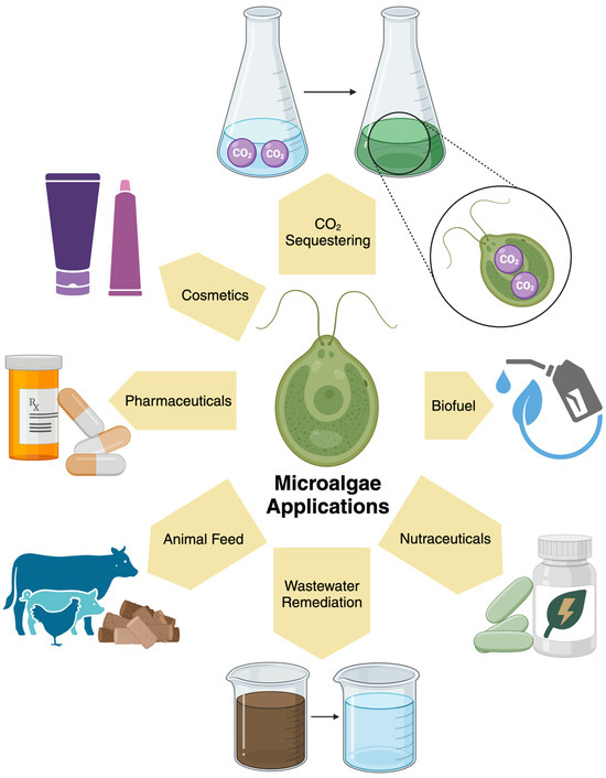 Exploring the Impact of Environmental Conditions and Bioreactors on Microalgae Growth and ...
