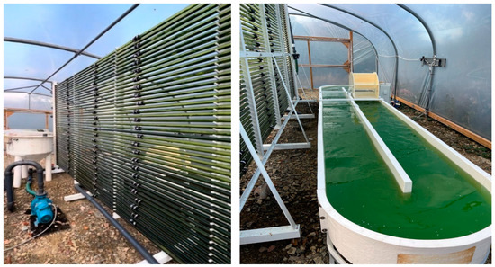 Using Microalgae to Convert Brewery Carbon Gas Emissions into Valuable ...