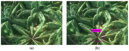 Real-Time Detection of Bud Degeneration in Oil Palms Using an Unmanned ...