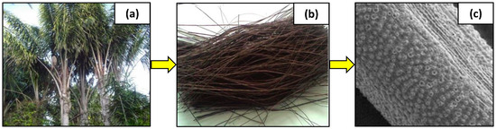 Amazon Natural Fibers for Application in Engineering Composites and ...