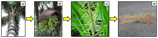 Amazon Natural Fibers for Application in Engineering Composites and ...