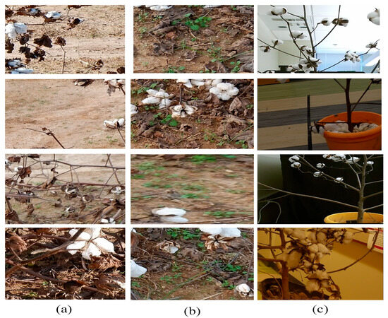 Advanced Cotton Boll Segmentation, Detection, and Counting Using Multi-Level Thresholding ...