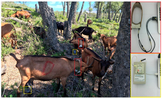Using GPS Tracking Collars and Sensors to Monitor the Grazing Activity of Browsing Goats in ...