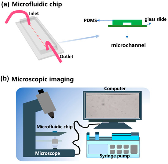 Engineering Proceedings | Free Full-Text | Cell Classification Based on Artificial Intelligence ...