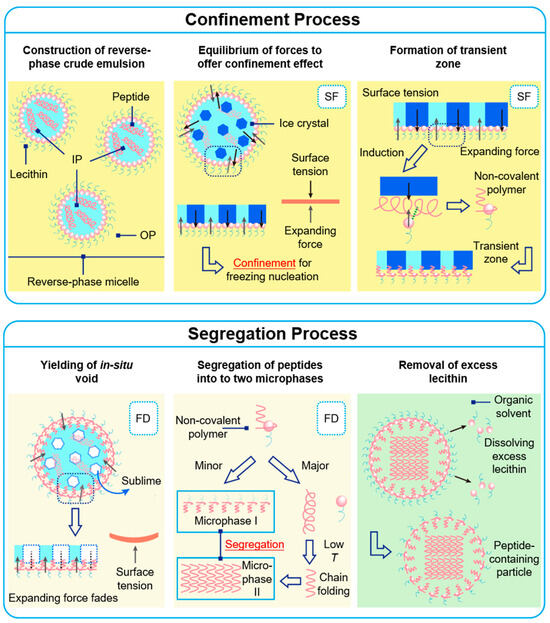 Confinement–Segregation Theory to Explain the Formation Mechanism of Peptide-Containing ...