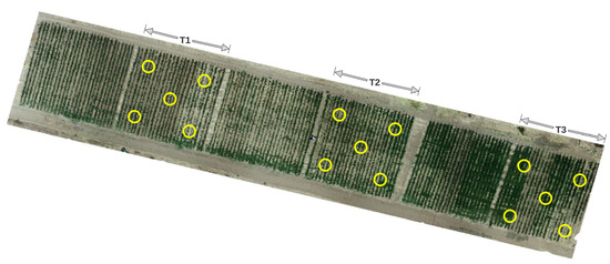 Estimation of Water Potential in Corn Plants Using Machine Learning ...