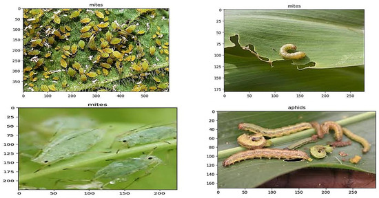 Advancements In Plant Pests Detection Leveraging Convolutional Neural Networks For Smart