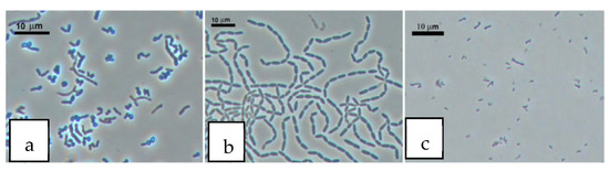 Evaluation of the Properties and Degradative Potential of Soil Isolates