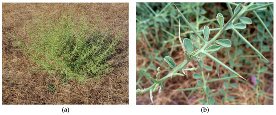 Quantitative Analysis of Vitamins and Amino Acids in Alhagi Mauro-Rum ...