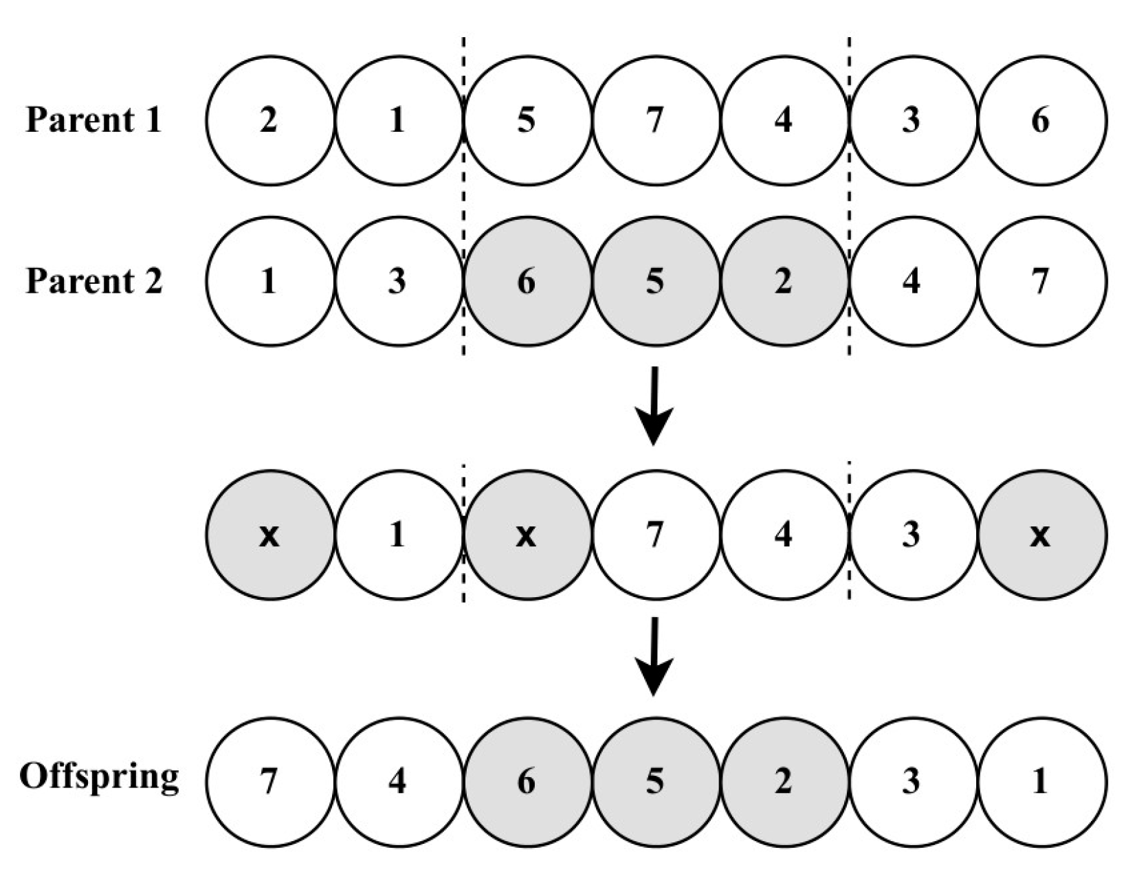 A Hybrid Genetic Algorithm for Multi-Objective Multi-Manned Assembly Line Worker Allocation and ...