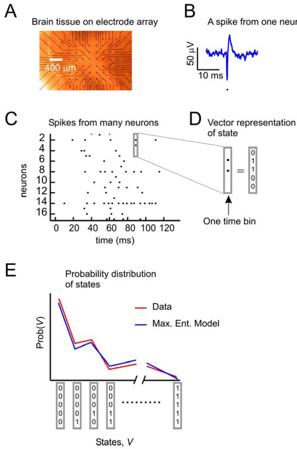 Entropy | Free Full-Text | Maximum Entropy Approaches to Living Neural ...