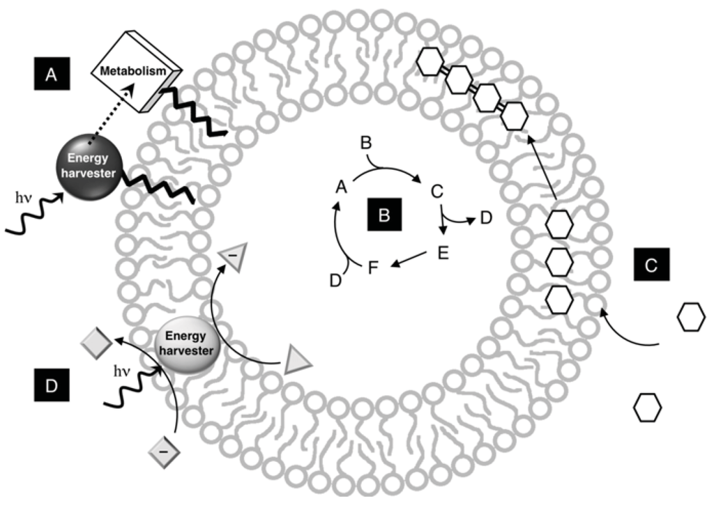 Primitive Membrane Formation, Characteristics and Roles in the Emergent ...