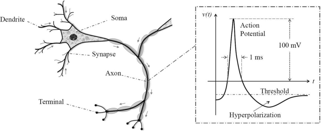 Entropy | Free Full-Text | Human Brain Networks: Spiking Neuron Models ...