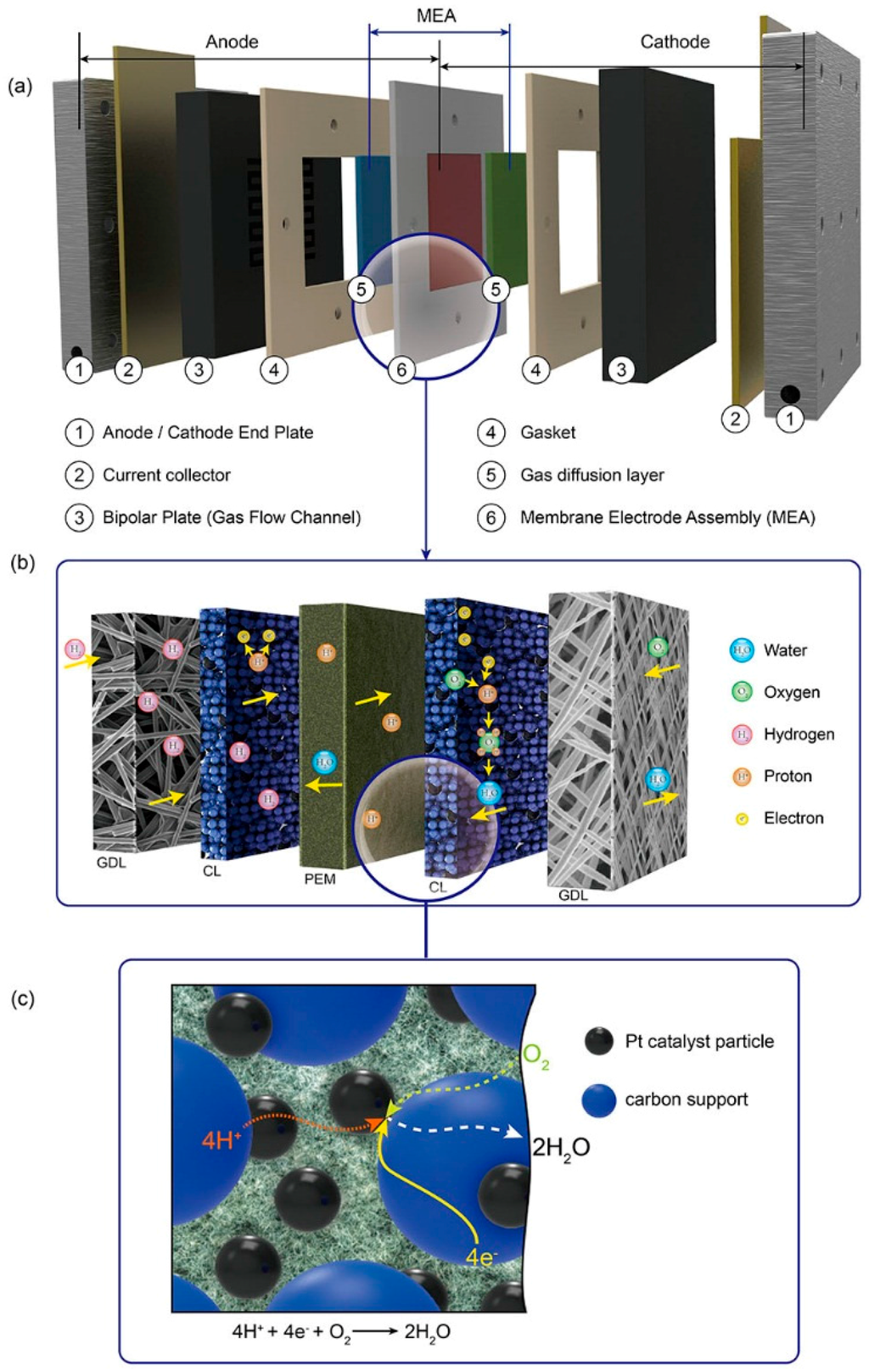 Three-Dimensional Lattice Boltzmann Simulation of Liquid Water ...