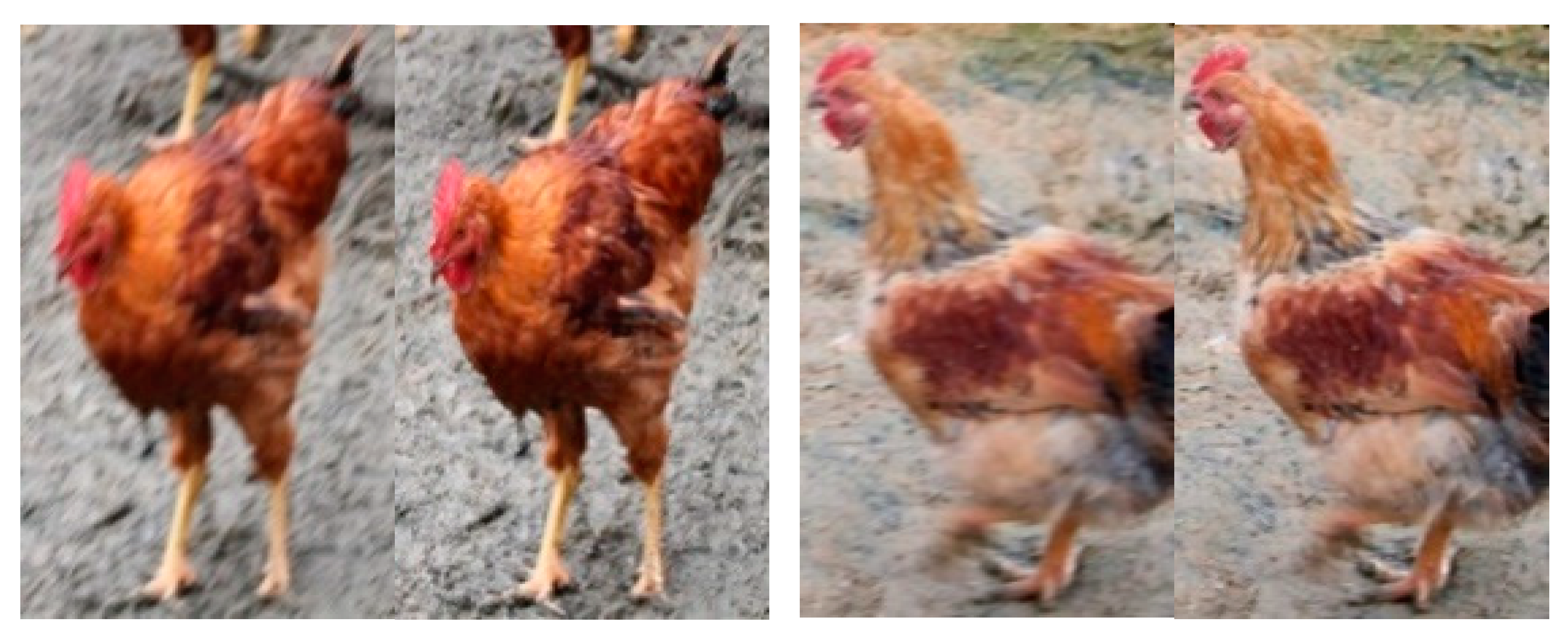 Estimation of the Gender Ratio of Chickens Based on Computer Vision ...