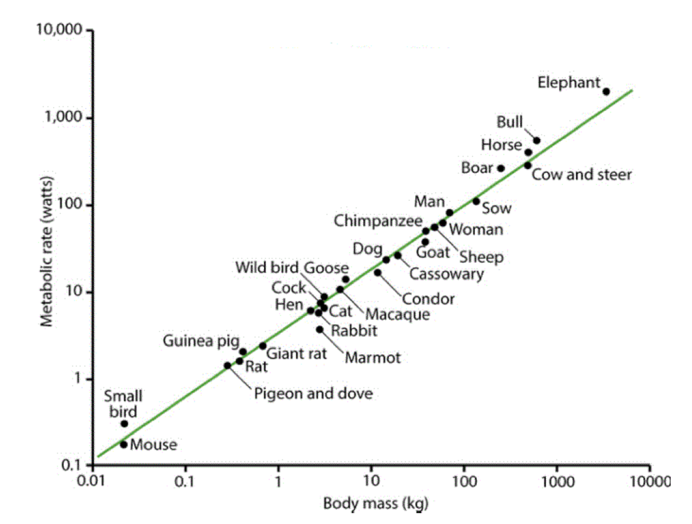 Graph Nonlinear Isaac Newton