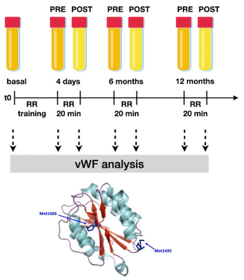 Von Willebrand Factor Multimers and the Relaxation Response: A One-Year ...