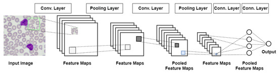 Automatic Detection and Counting of Blood Cells in Smear Images Using ...
