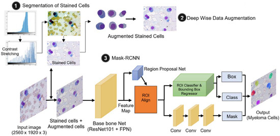 Instance Segmentation of Multiple Myeloma Cells Using Deep-Wise Data Augmentation and Mask R-CNN