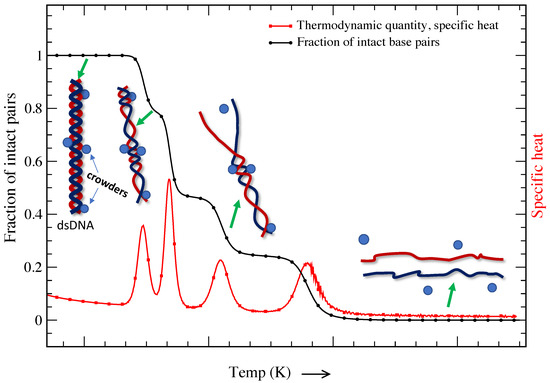 Structure and Dynamics of dsDNA in Cell-like Environments