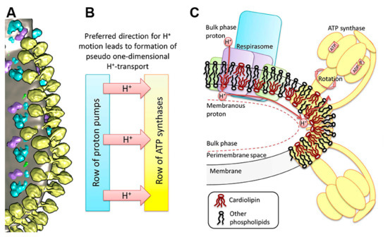 Contribution of the Collective Excitations to the Coupled Proton and ...