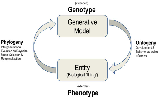 Entropy | Free Full-Text | A Variational Synthesis of Evolutionary and ...