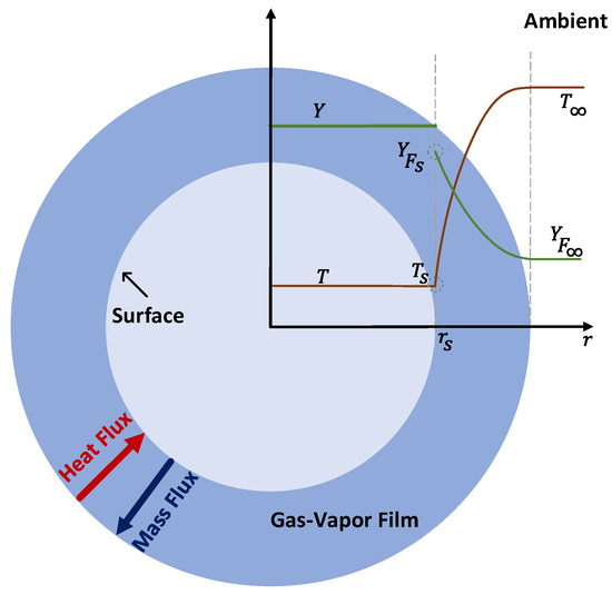 Microgravity Spherical Droplet Evaporation and Entropy Effects