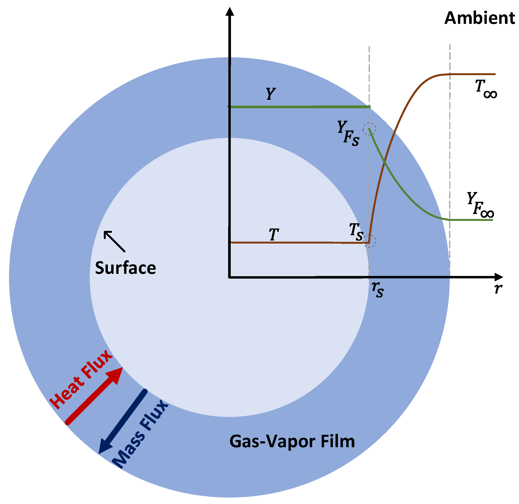 Microgravity Spherical Droplet Evaporation and Entropy Effects