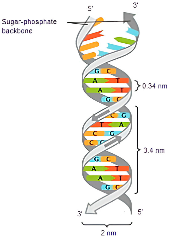 A DNA Data Storage Method Using Spatial Encoding Based Lossless Compression