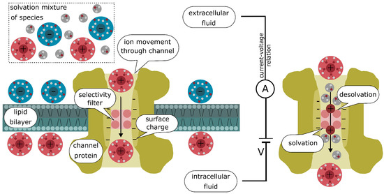 A Model Framework for Ion Channels with Selectivity Filters Based on ...