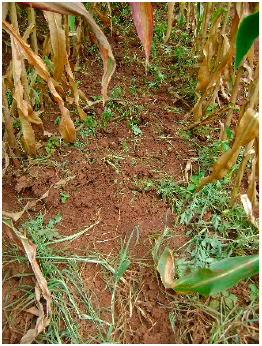 Mechanization of Conservation Agriculture for Smallholders: Issues and ...