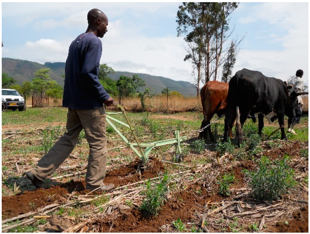 Mechanization of Conservation Agriculture for Smallholders: Issues and ...