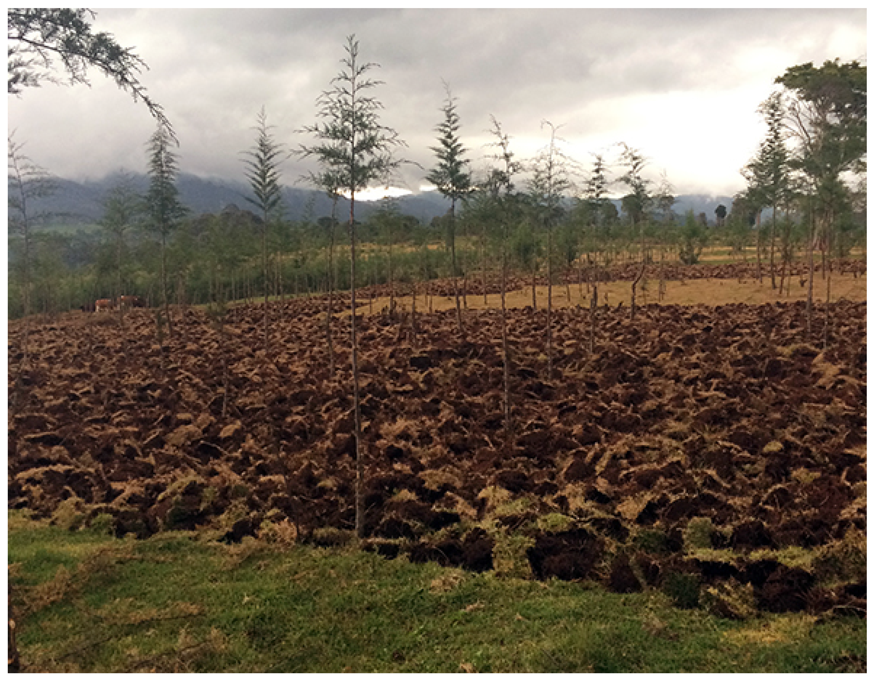 Forest-Cover Change and Participatory Forest Management of the Lembus ...