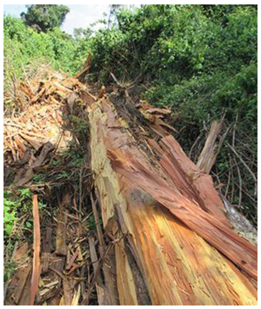 Forest-Cover Change and Participatory Forest Management of the Lembus ...