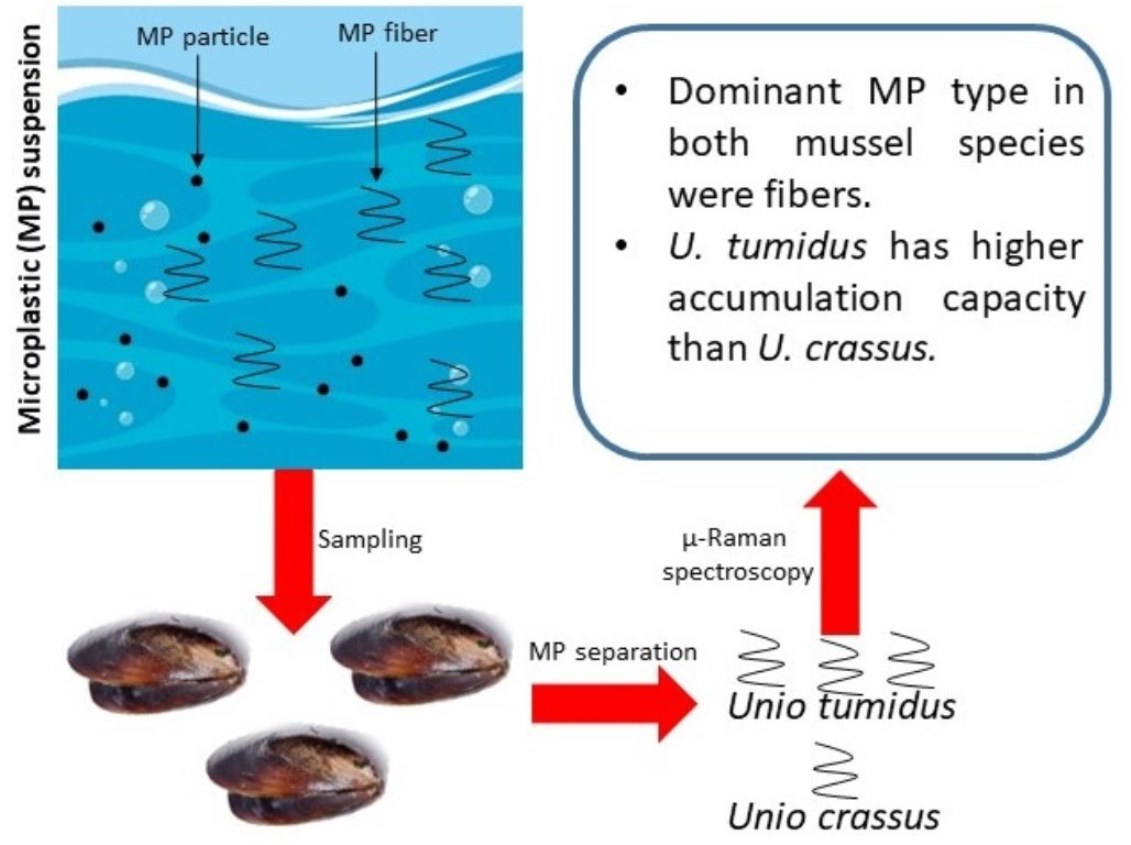 Environments | Free Full-Text | Comparison of Freshwater Mussels Unio tumidus and Unio crassus ...