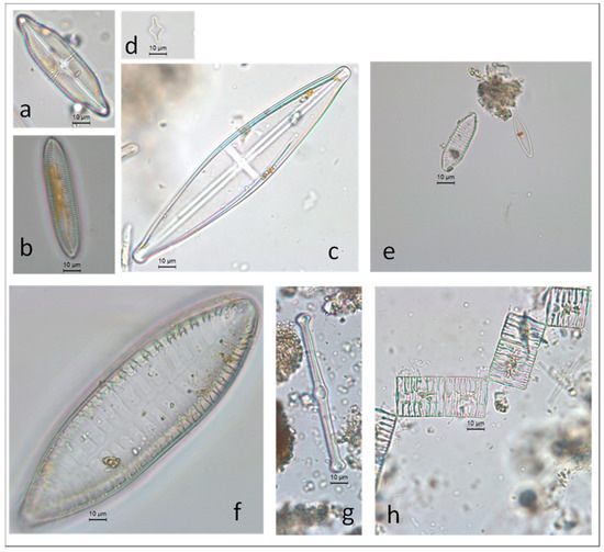 Role of Altitude in Formation of Diatom Diversity of High Mountain ...