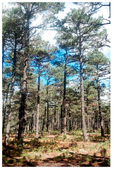 The Pine-Oak Forest of the Rio Conchos Basin, Mexico: Key to Rain ...