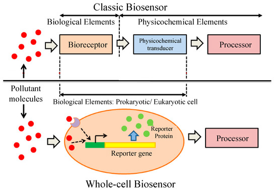 Electrochemical Biosensor for Evaluation of Environmental Pollutants ...