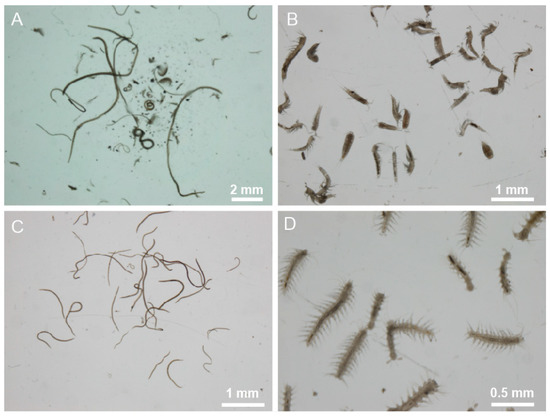Environments | Free Full-Text | Looking for Nano- and Microplastics in ...