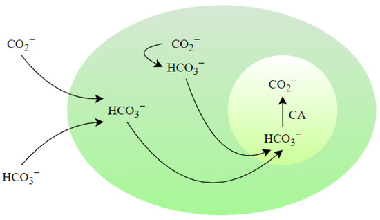 Carbon Dioxide Utilization Using Chlorella Microalgae