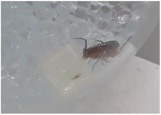 Uncovering the Hidden Dangers of Microplastic Pollution in Lake ...