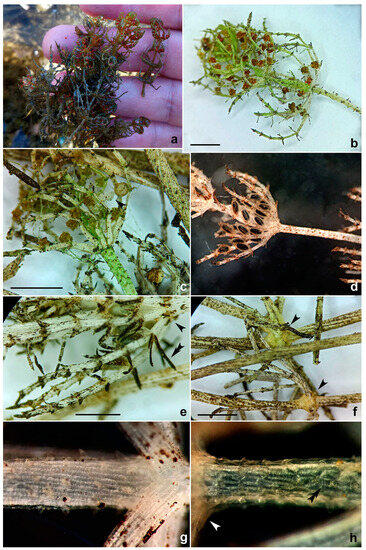 The Charophytes (Charophyceae, Characeae) from Dagestan Aquatic ...