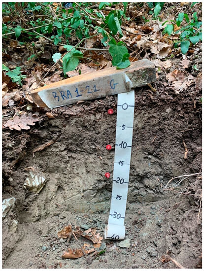 Soil Organic Carbon Depletion in Managed Temperate Forests: Two Case ...